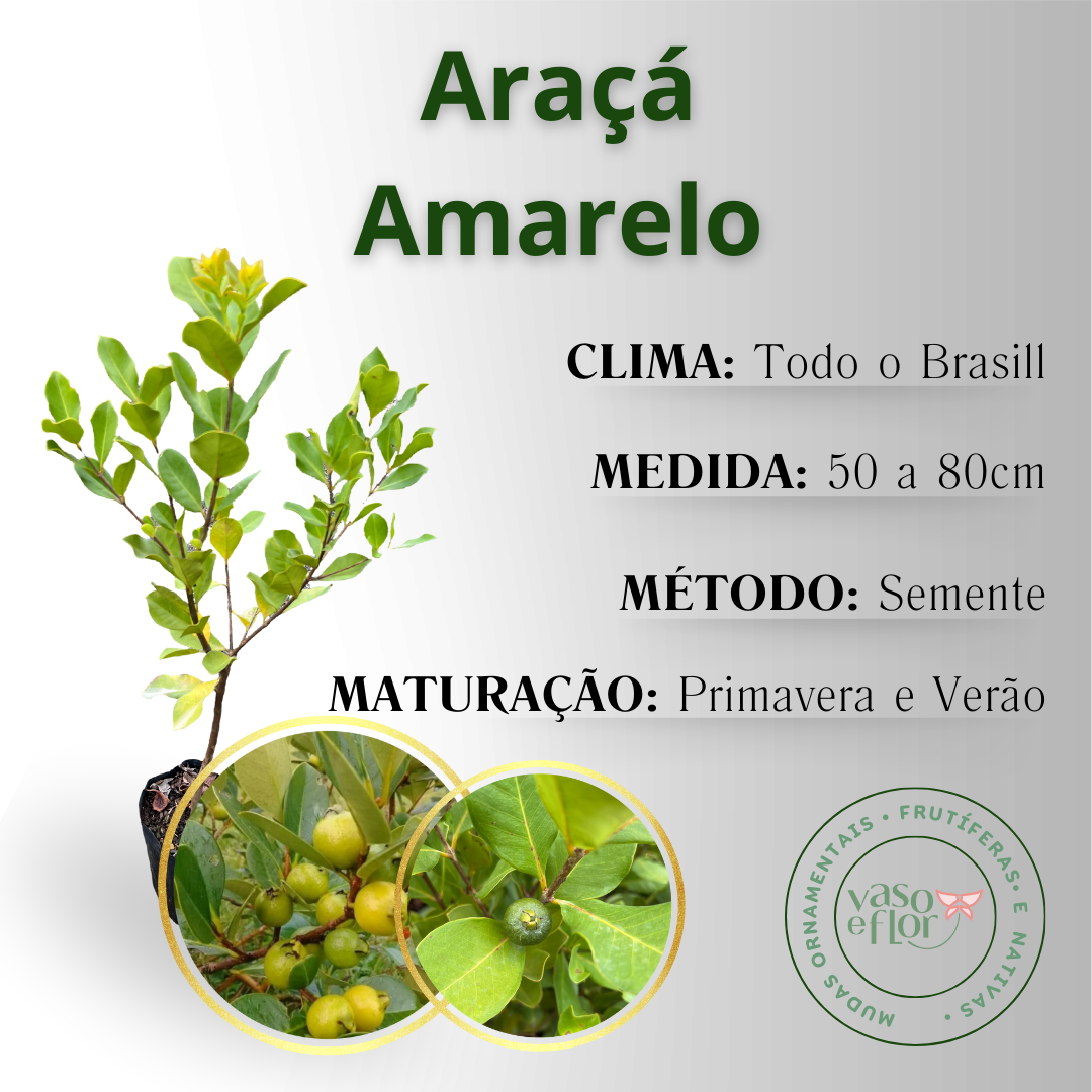Muda de Araçá Amarelo