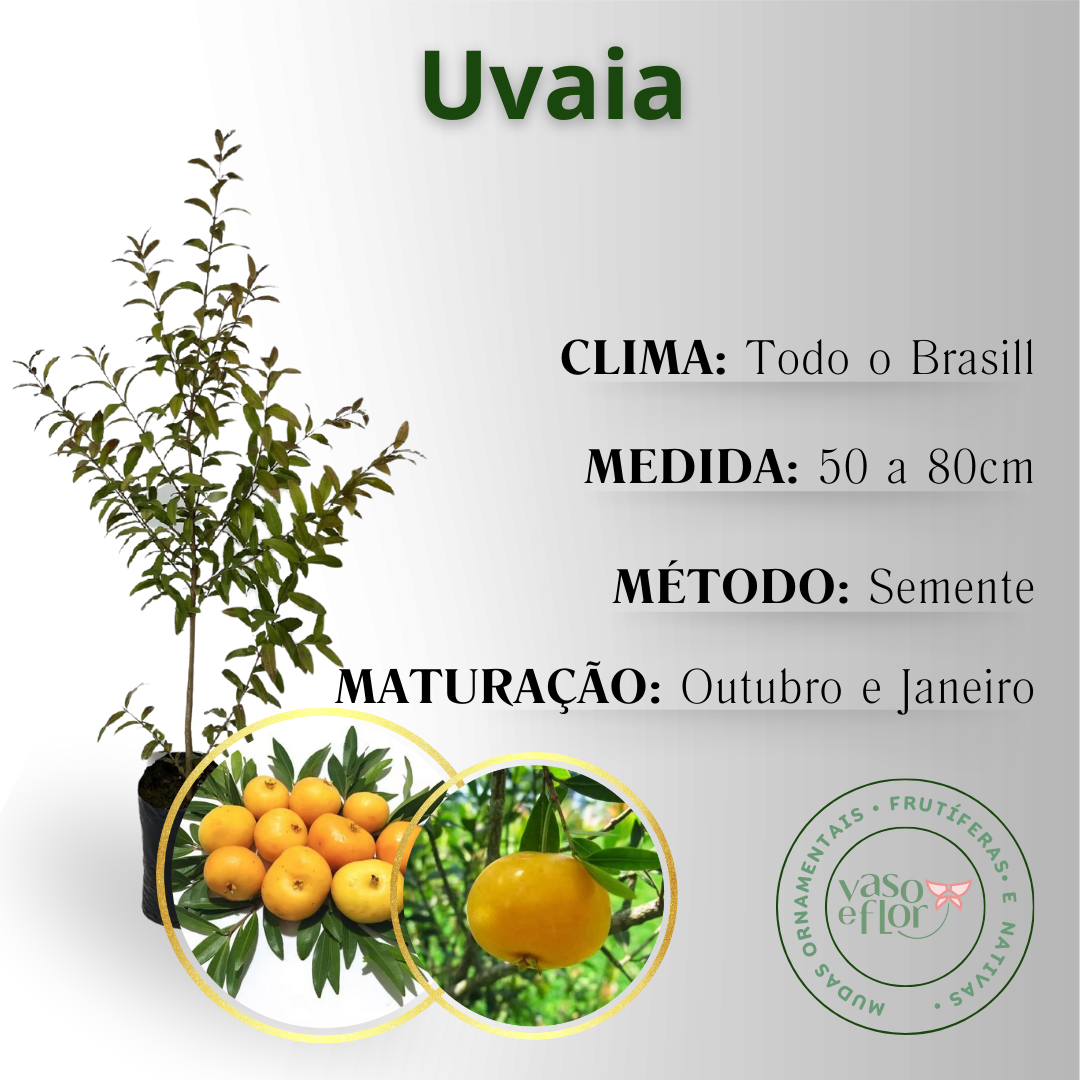 Muda de Uvaia