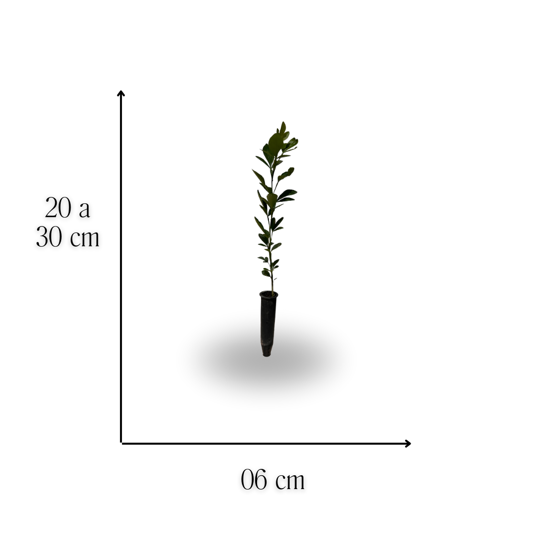 Muda de Citrumelo Swingle