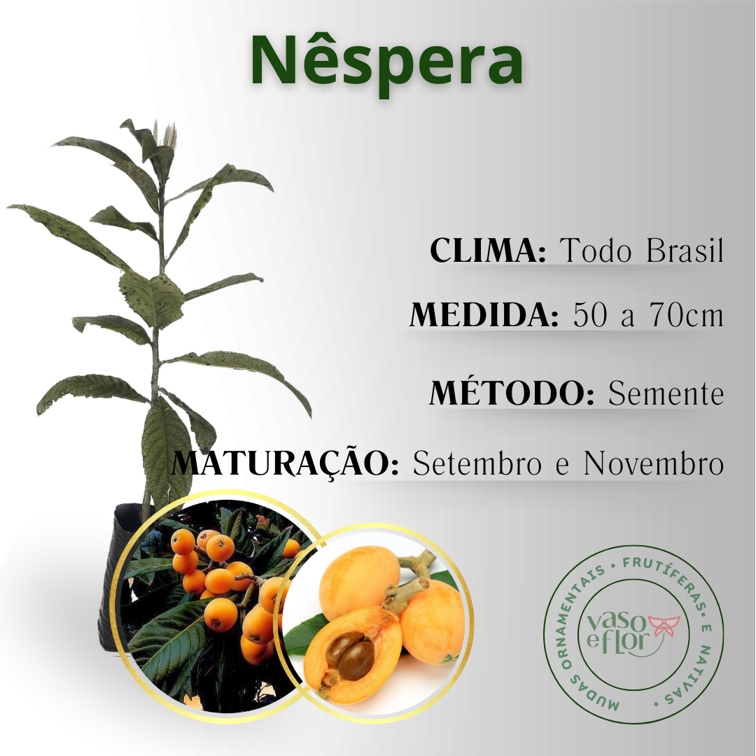 Muda de Nêspera