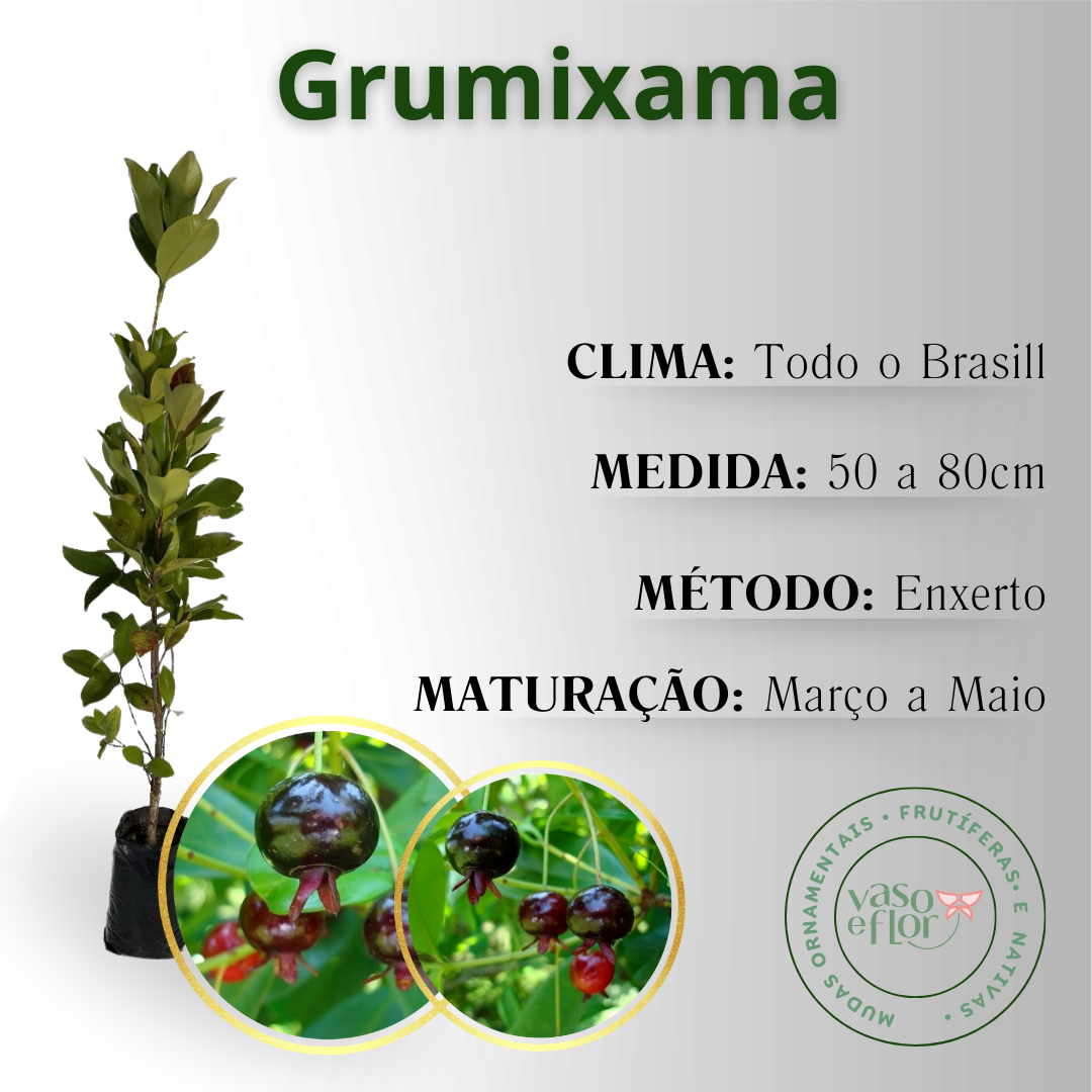 Muda Grumixama