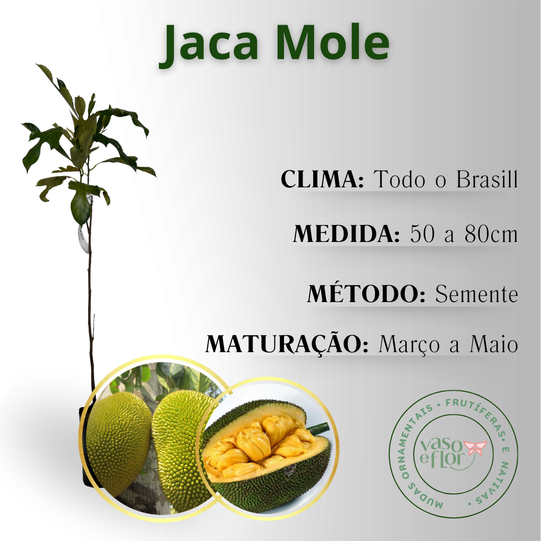 Muda de Jaca Mole