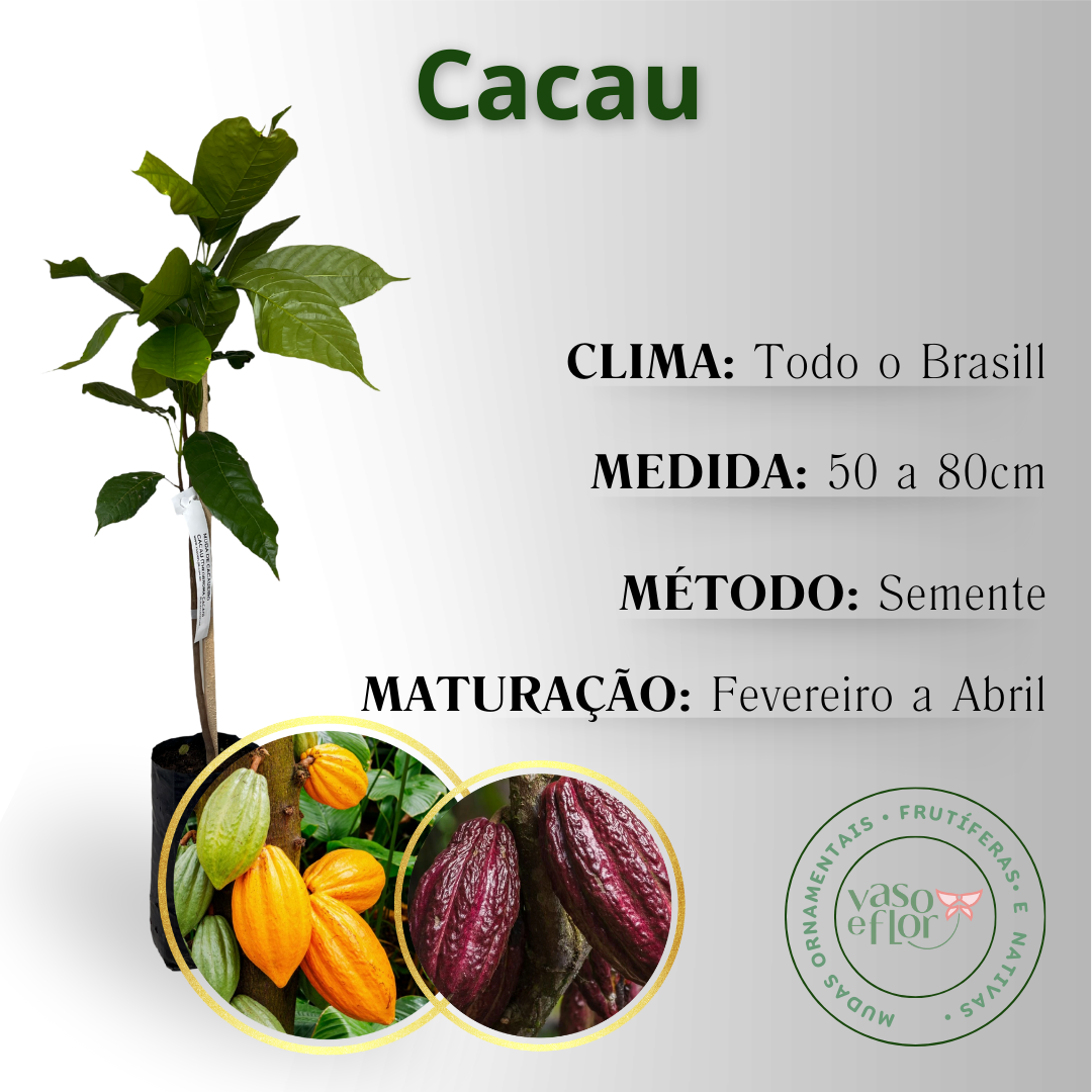 Muda de Cacau