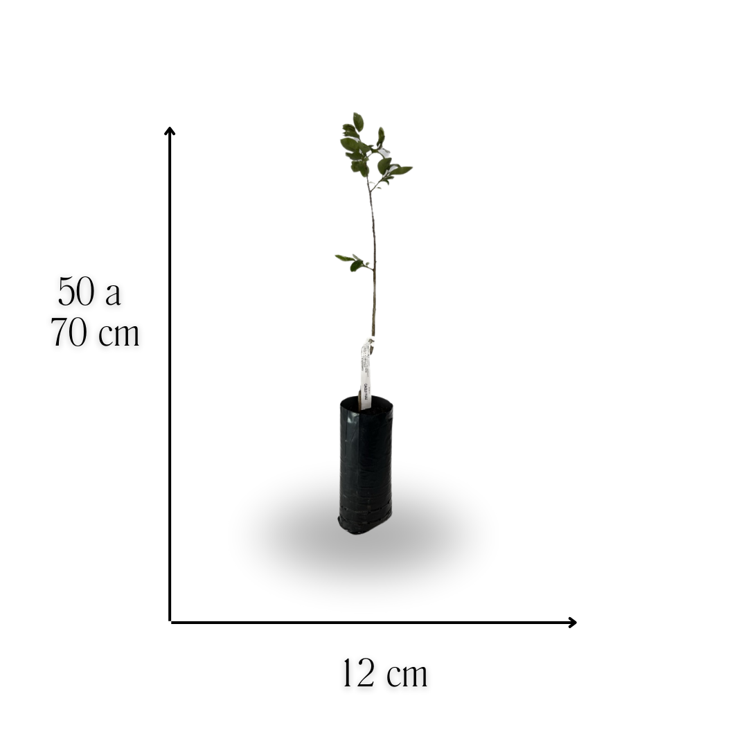 Muda de Caqui Café (Chocolate) Enxertado