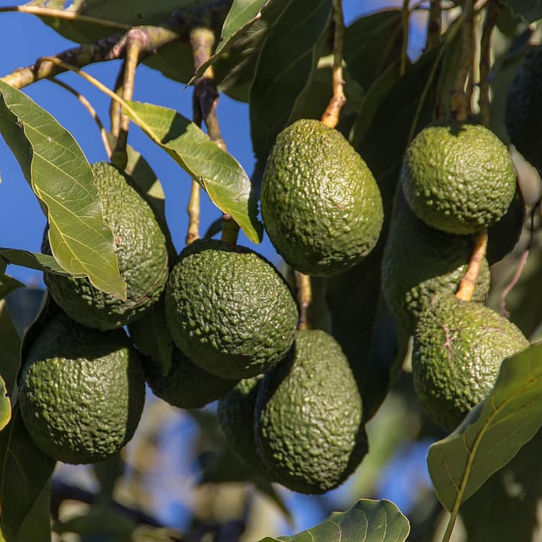 Muda de Abacate Avocado Enxertado