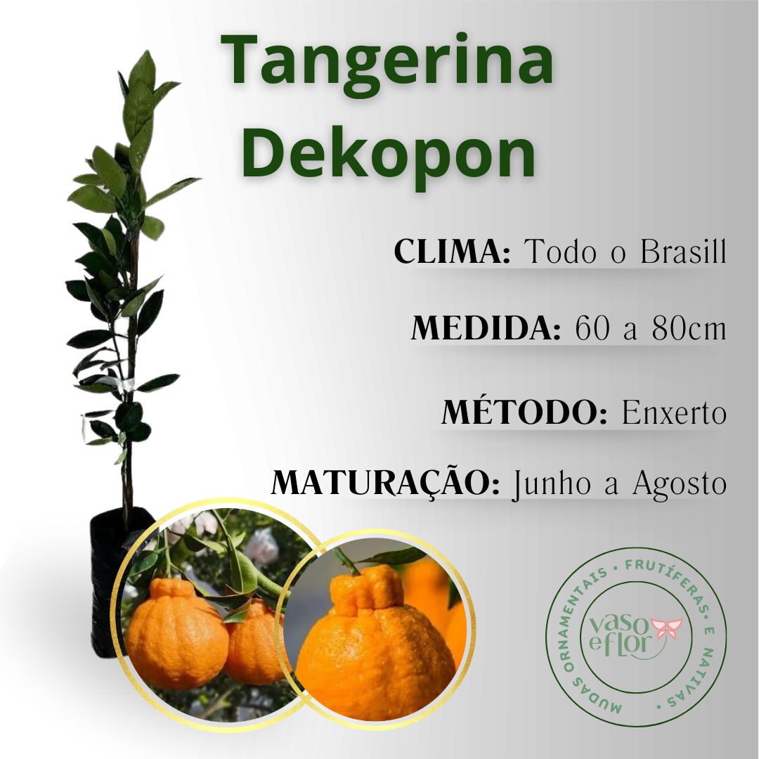 Muda de Tangerina Dekopon Enxertada