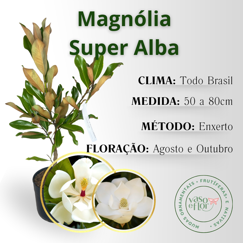 Muda de Magnólia GrandiFlora Branca Enxertada