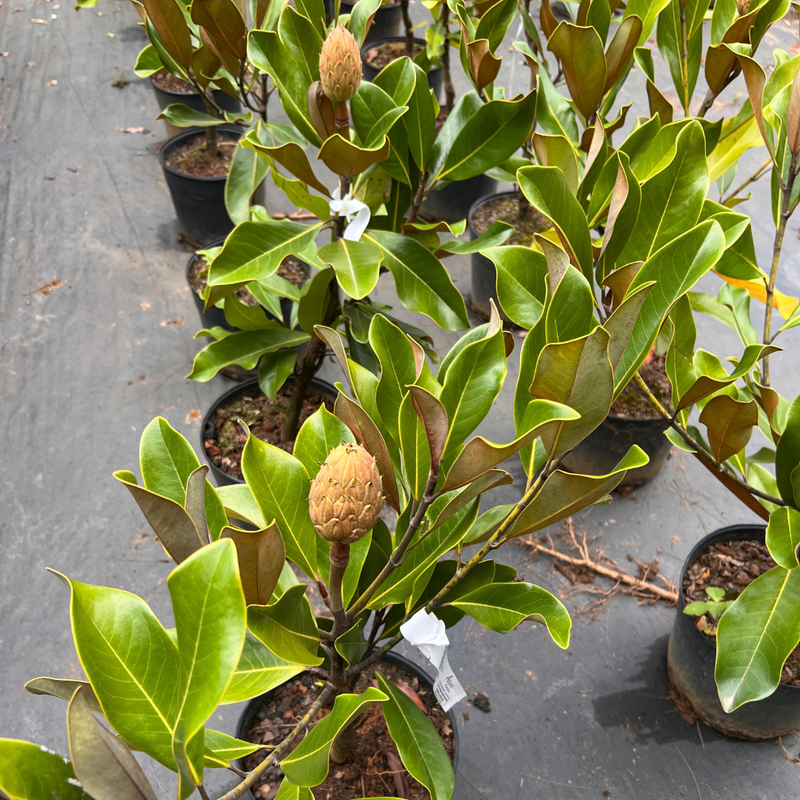 Muda de Magnólia GrandiFlora Branca Enxertada