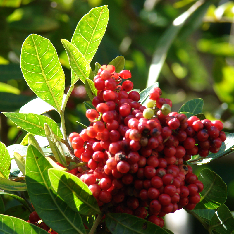 Muda de Aroeira Vermelha