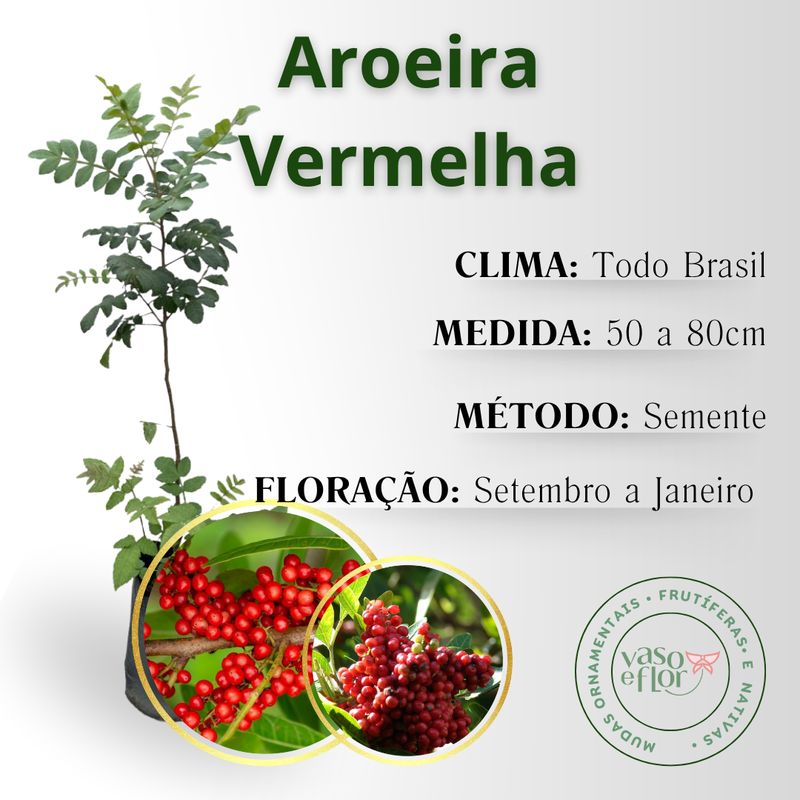 Muda de Aroeira Vermelha