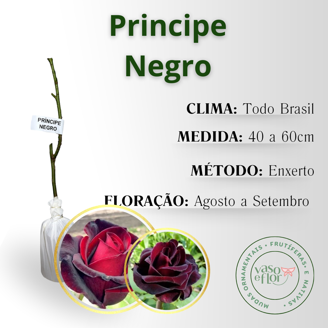 Muda de Enxertada Principe Negro
