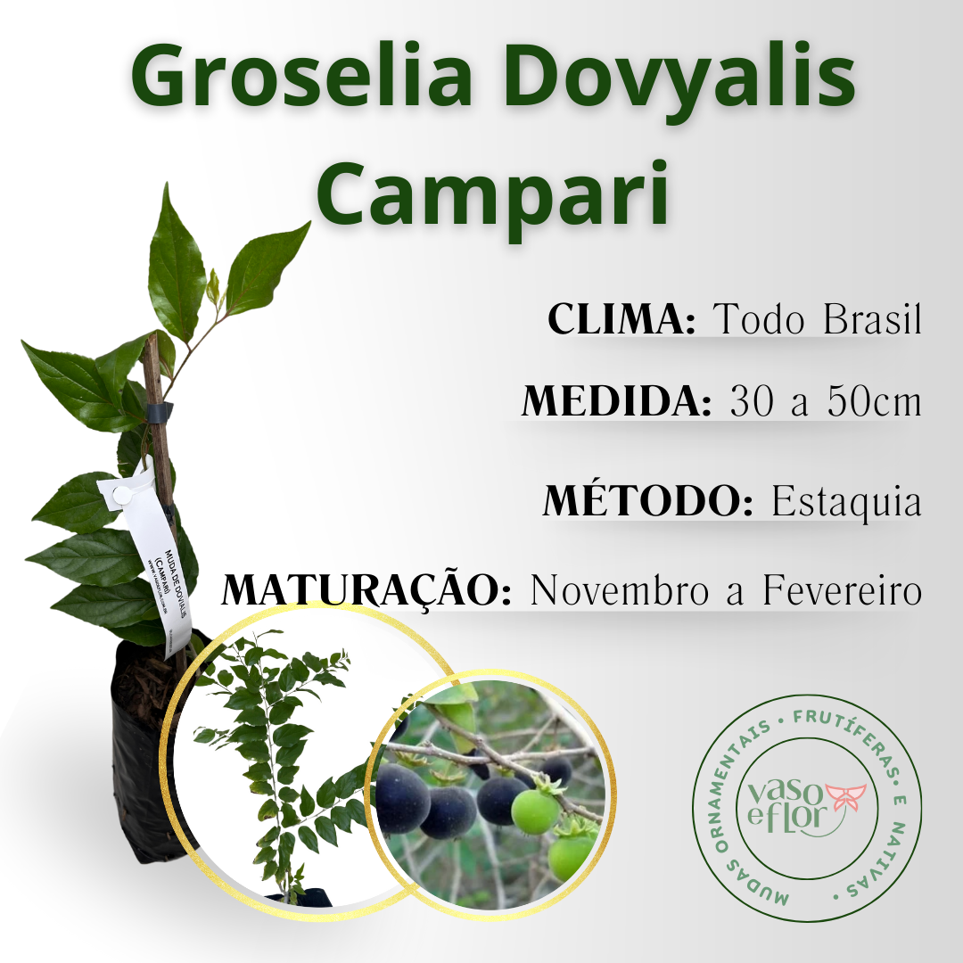Muda de Dovyalis Hibrida
