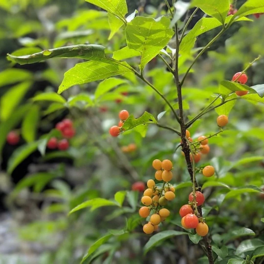 Mudas de Árvore Nativa Chal-chal (Allophylus edulis)