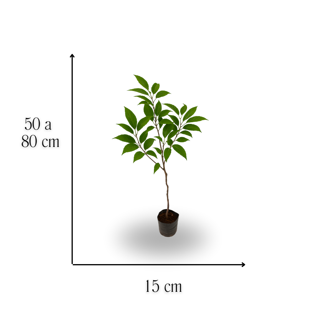 Mudas de Árvore Nativa Chal-chal (Allophylus edulis)