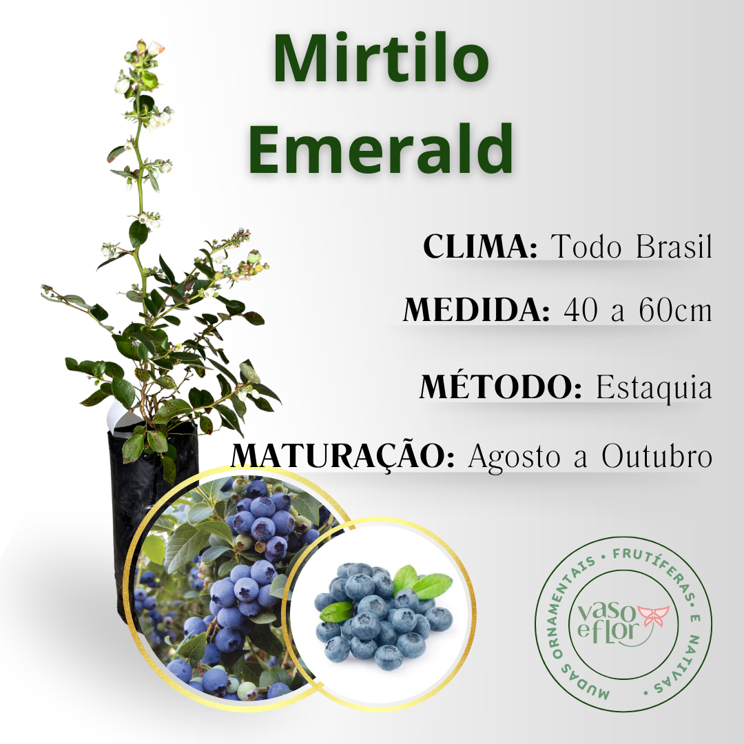 Muda de Mirtilo Emerald
