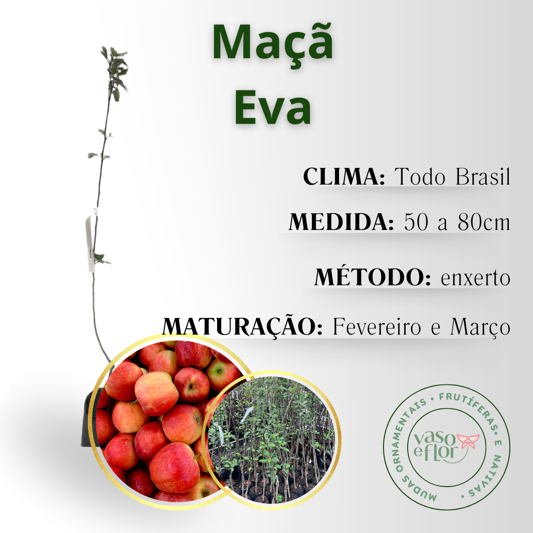 Muda de Maçã Eva Enxertada
