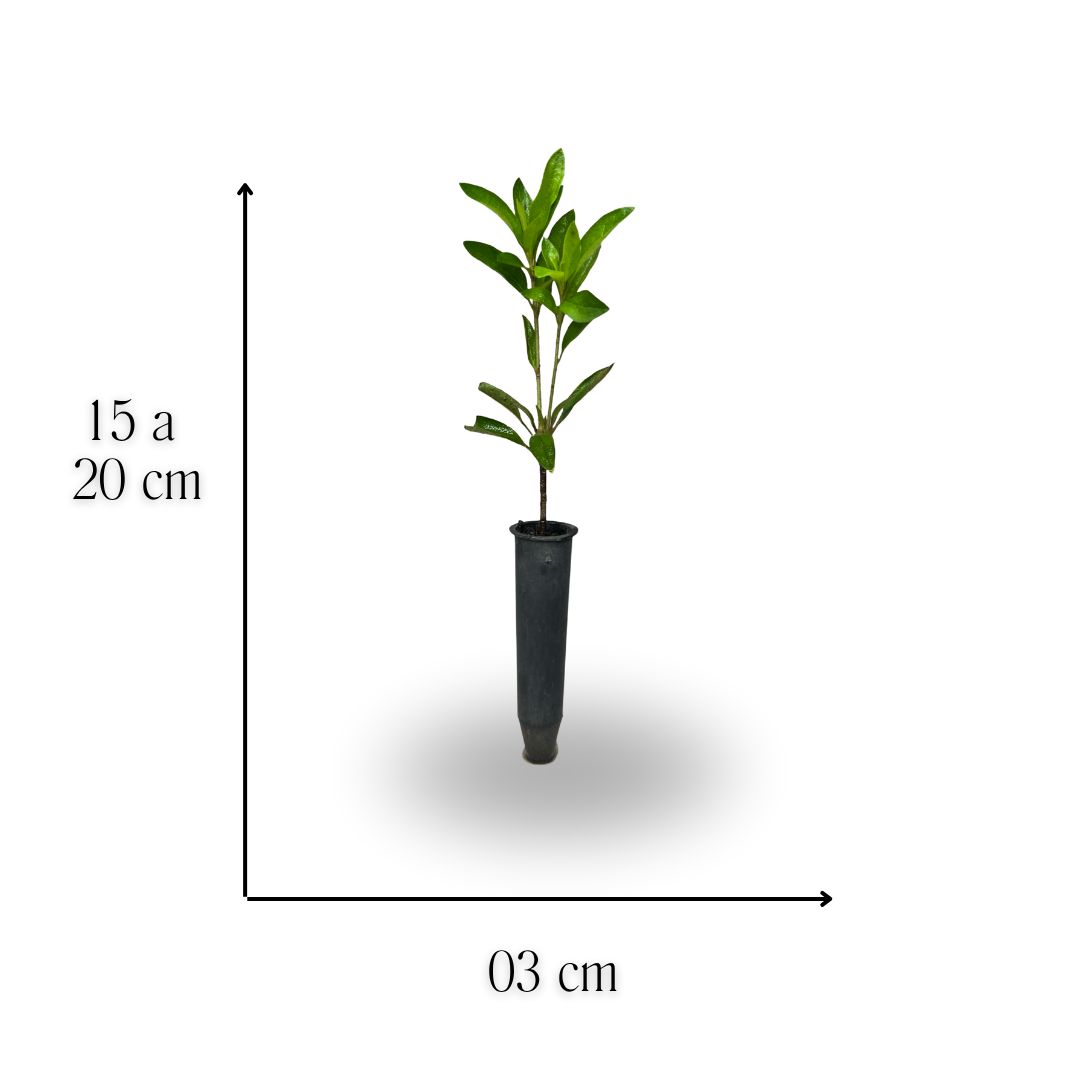 Muda de Azaleia Branca | vasoeflor