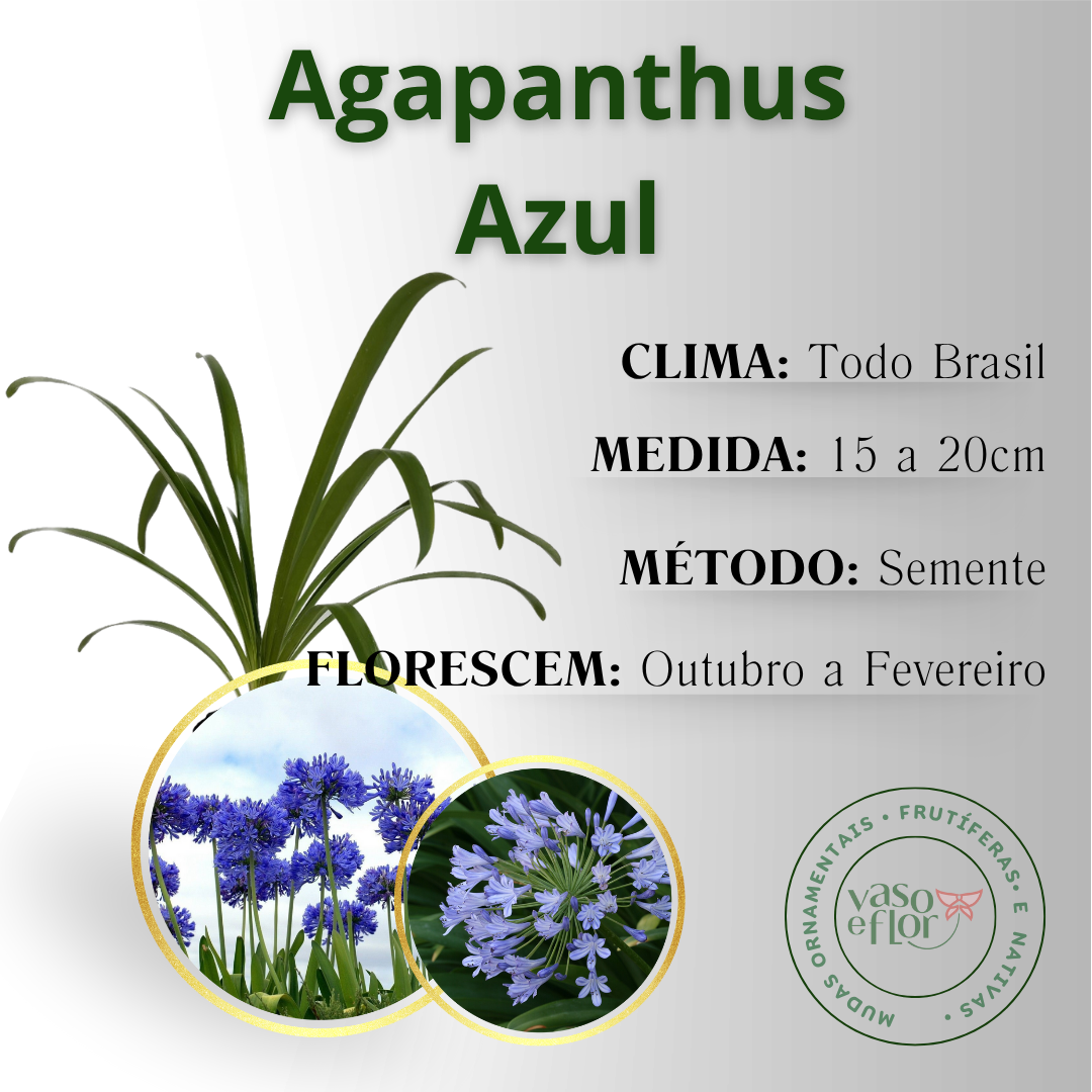Muda de Agapanthus Africanus Azul
