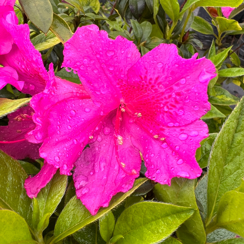 Muda de Azaleia Rosa | vasoeflor