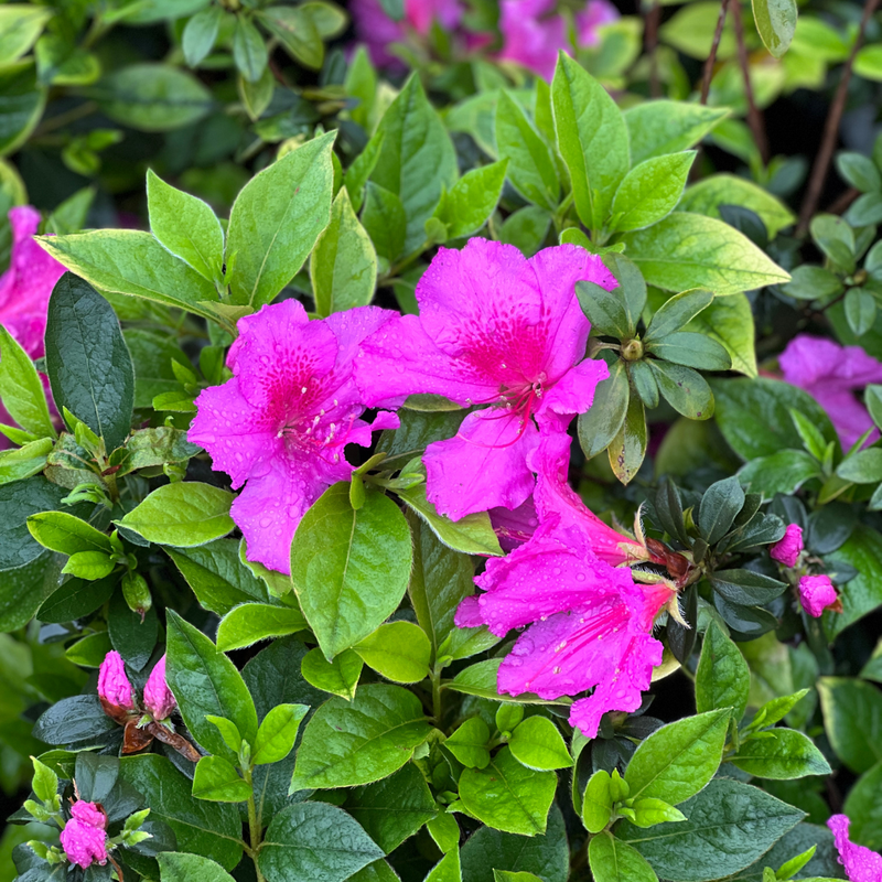 Muda de Azaleia Rosa | vasoeflor