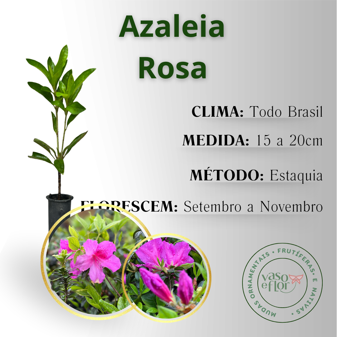 Muda de Azaleia Rosa | vasoeflor