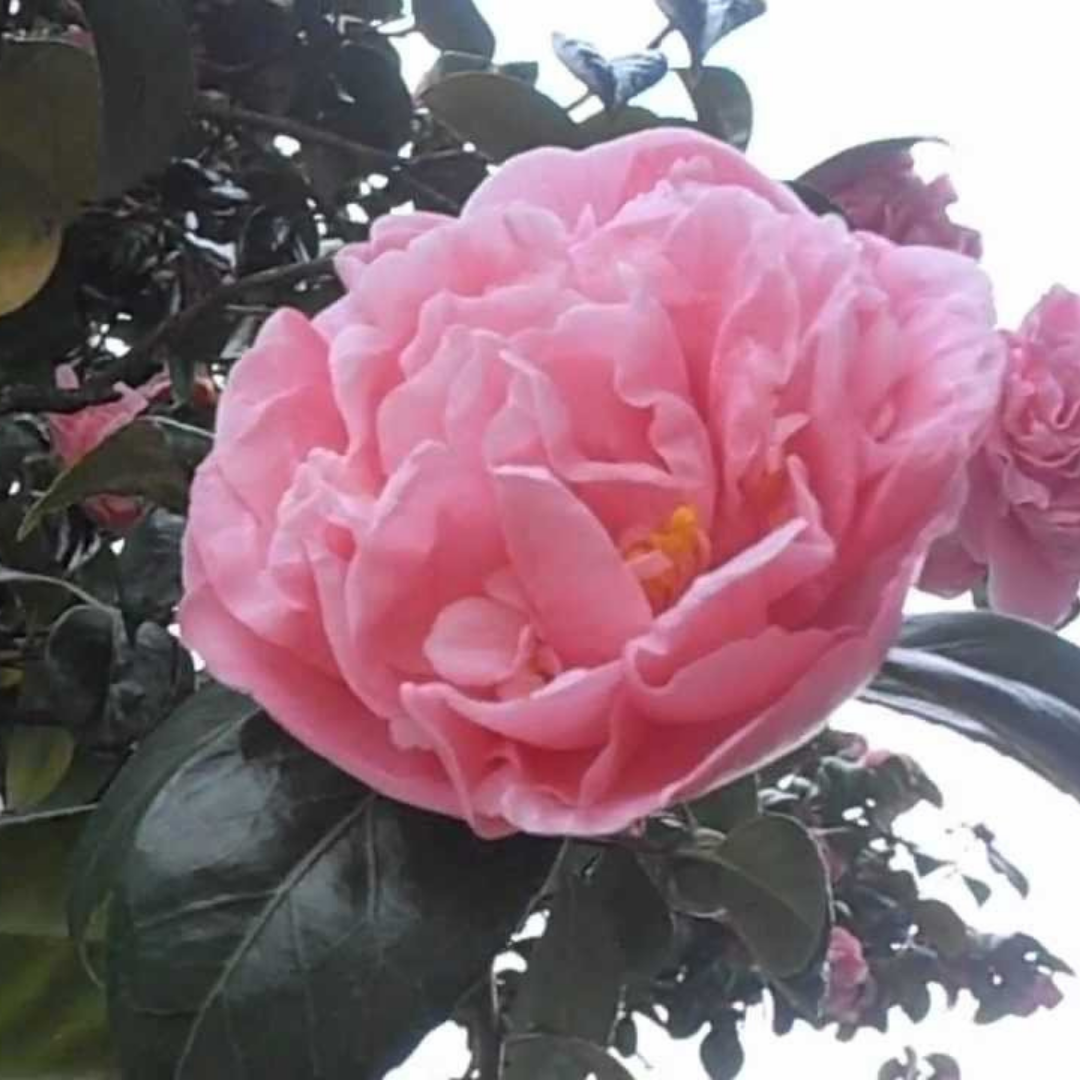 Muda de Camélia Japônica Rosa Cravo